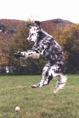 Titelseite Qu's Chelsea Rose von der Guldegg "Chelsea"