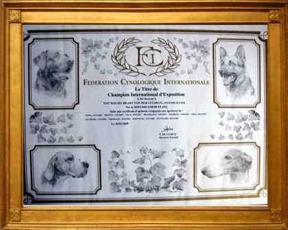 Hot Topics von der Guldegg Zuchtstätte